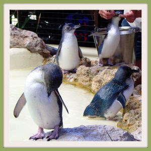 penguin-island - World Tour Outdoor Experience